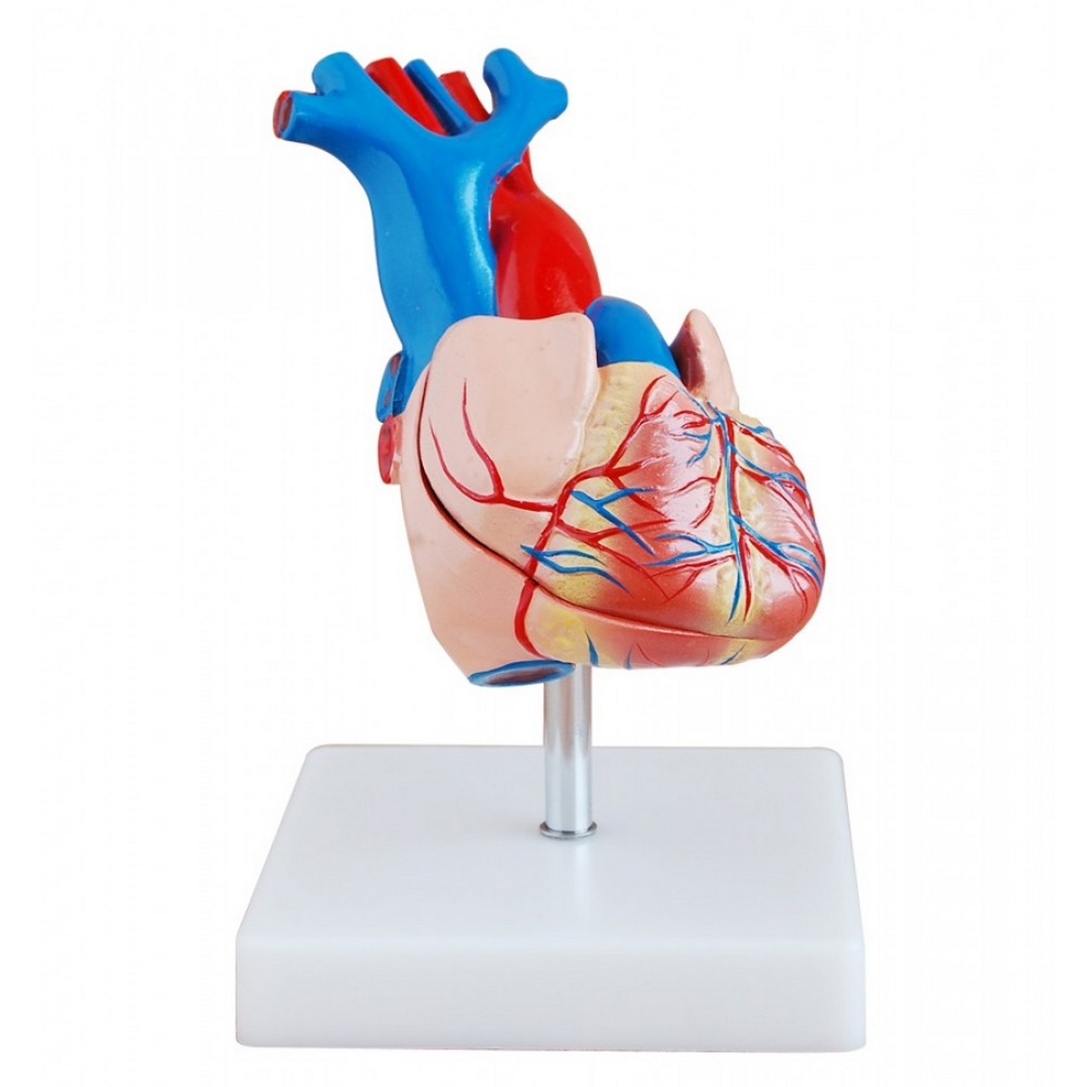 Human Heart Model For Anatomy 2 - Part Heart Models Anatomical Life ...