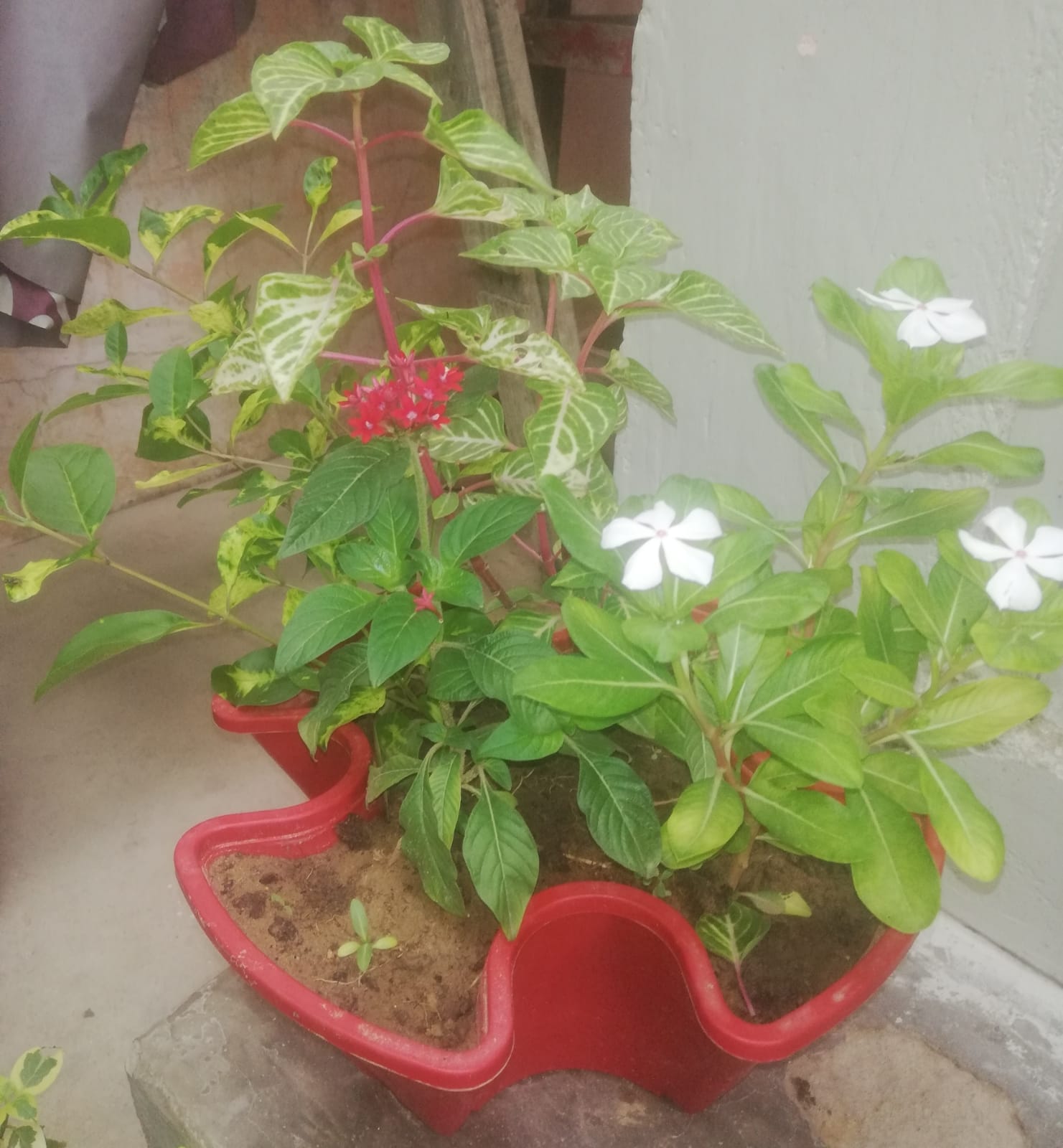 Stackable Flower Pot Garden Planter (Pack of 6 ) | Daraz.pk
