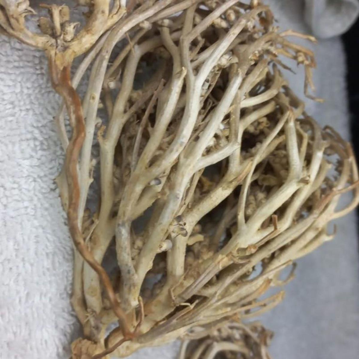 MARYAM BOOTI NABI BOOTI | Daraz.pk