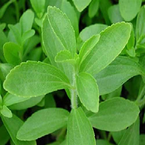 50+ Stevia Plant Seeds / Natural Sweetener / Stevia Rebaudiana Plant ...