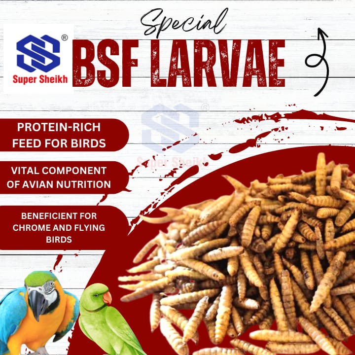 Bsf (Dried Larvae) 50 Grams Meal Worms - Protein Bites - black soldier ...