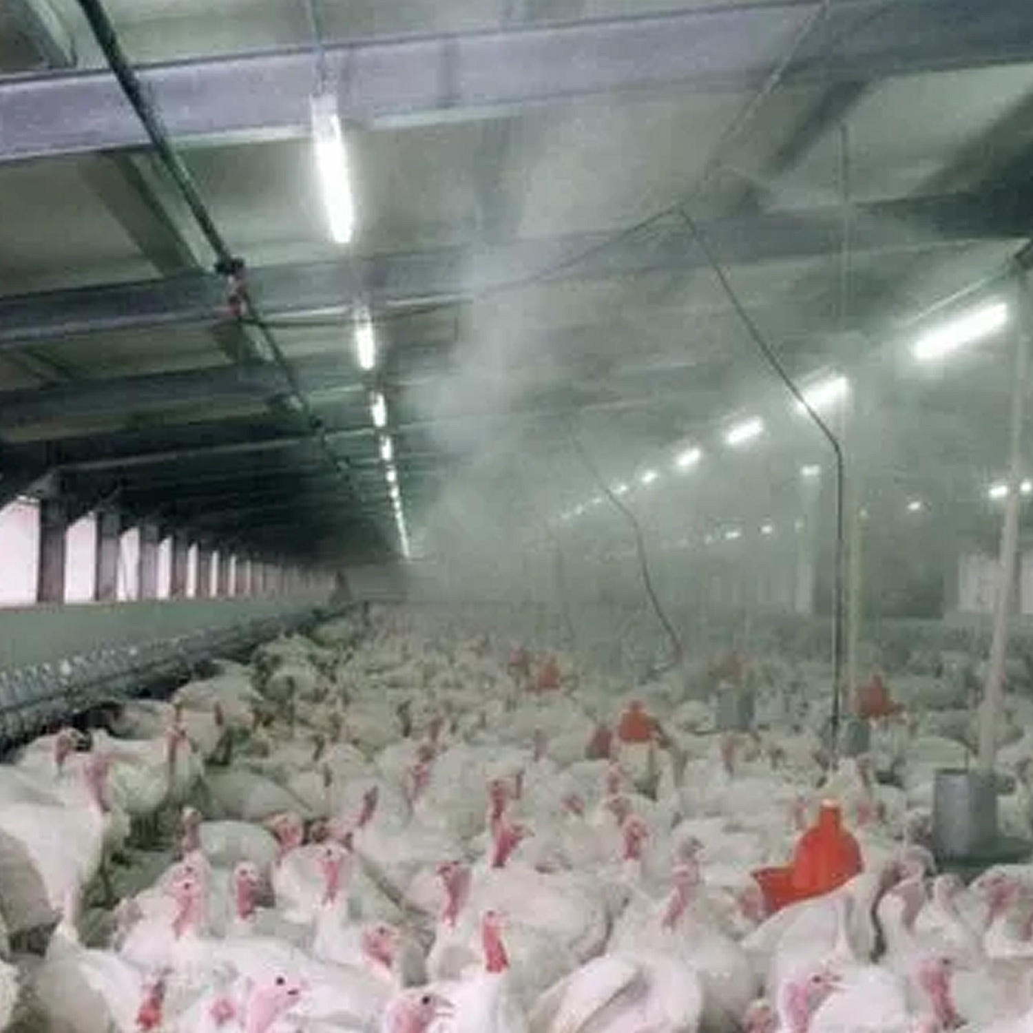 Mist System for Dairy Farm, Poultry Farm, Restaurant or Home Mist ...