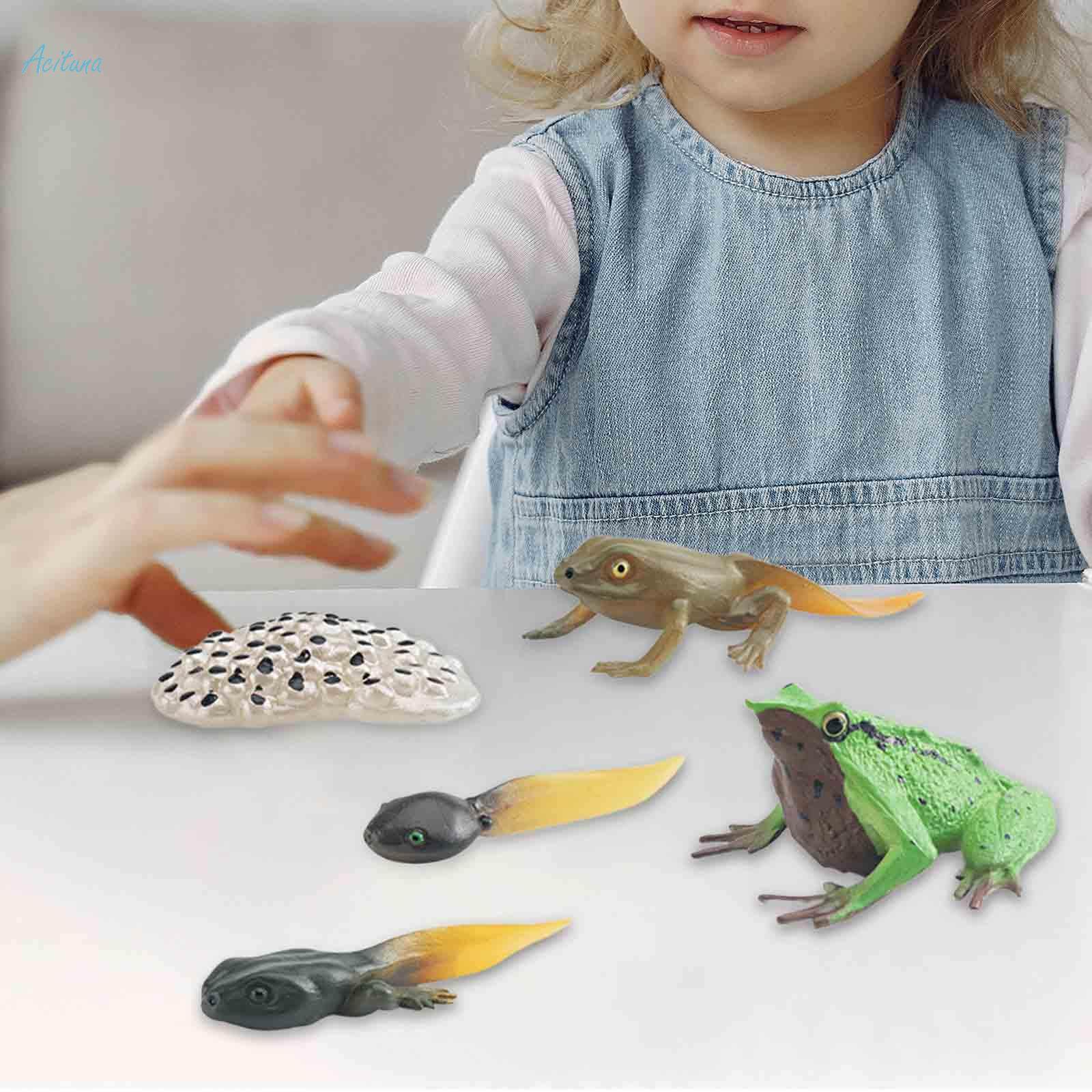 Life Cycle of Frog Toys Science Teaching Aids Animal Figurines Toy ...
