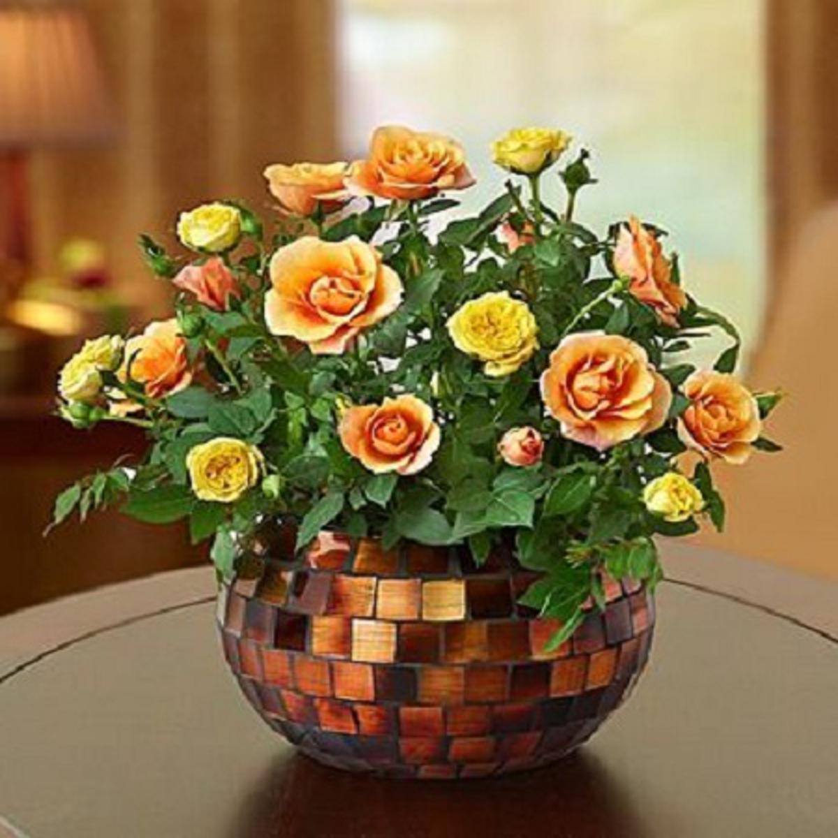 Miniature Chocolate Rose Seeds | Daraz.pk