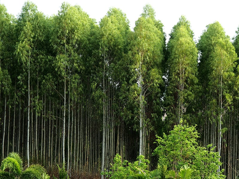 100+ Safaida / Safeda / Eucalyptus Tree Seeds | Daraz.pk