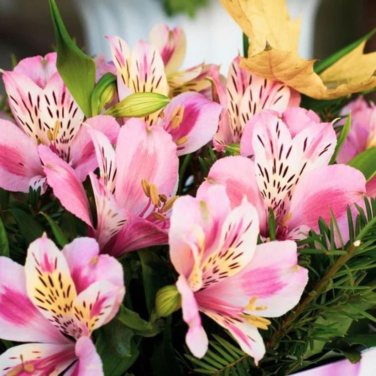 Pink Peruvian Lilies