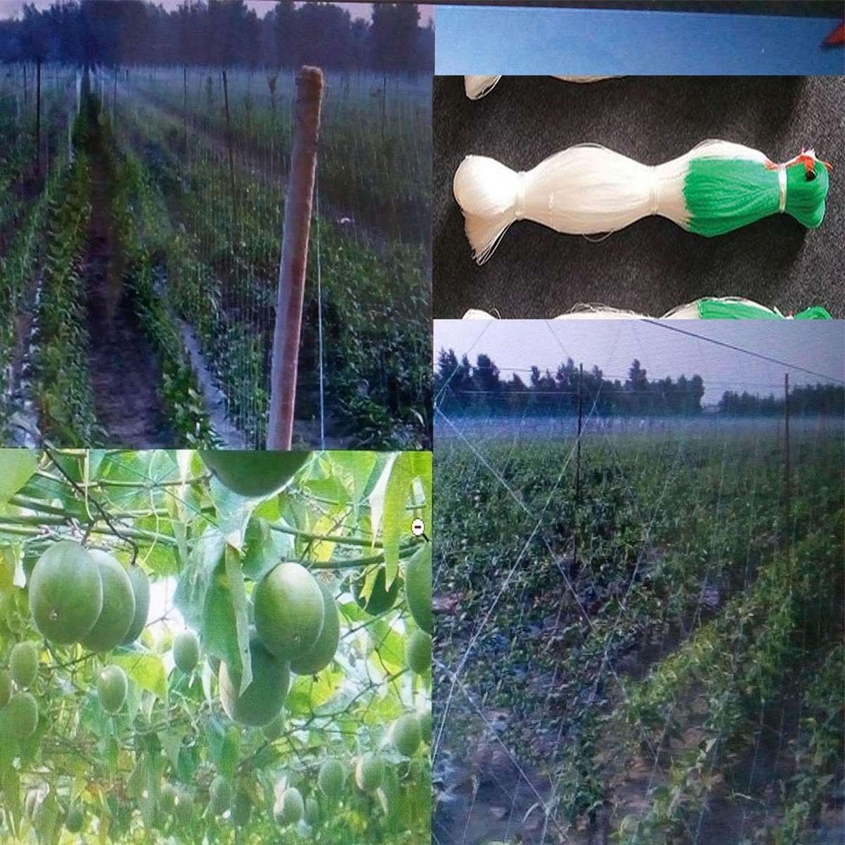 Fruit and Vegetable Plants Net and Support - Nylon Trellis and Crop Net ...