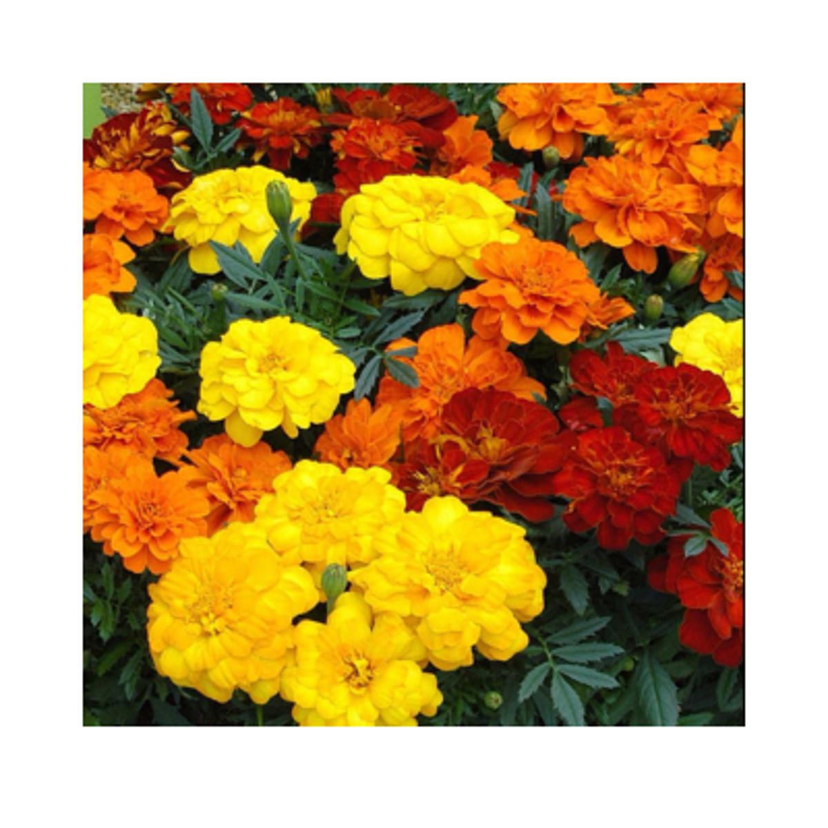 French Marigold Winter flowers Seed By HMS Product | Daraz.pk