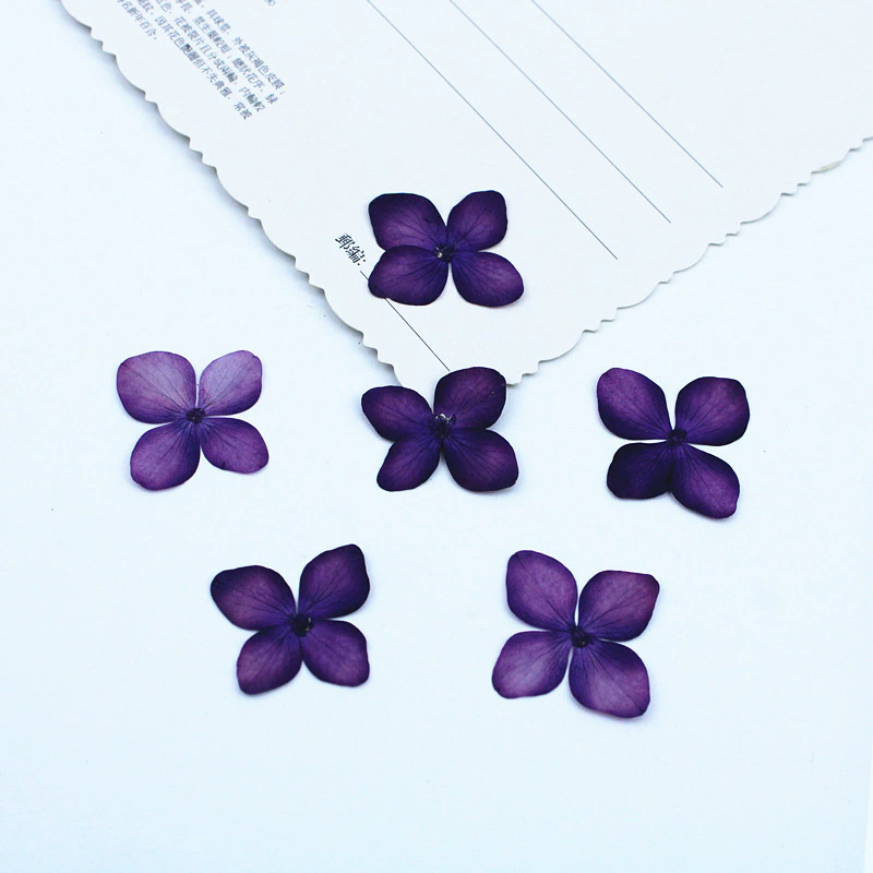 RHS Online 12PCS Hydrangea Pressed Flowers Natural Floral DIY Crafts ...