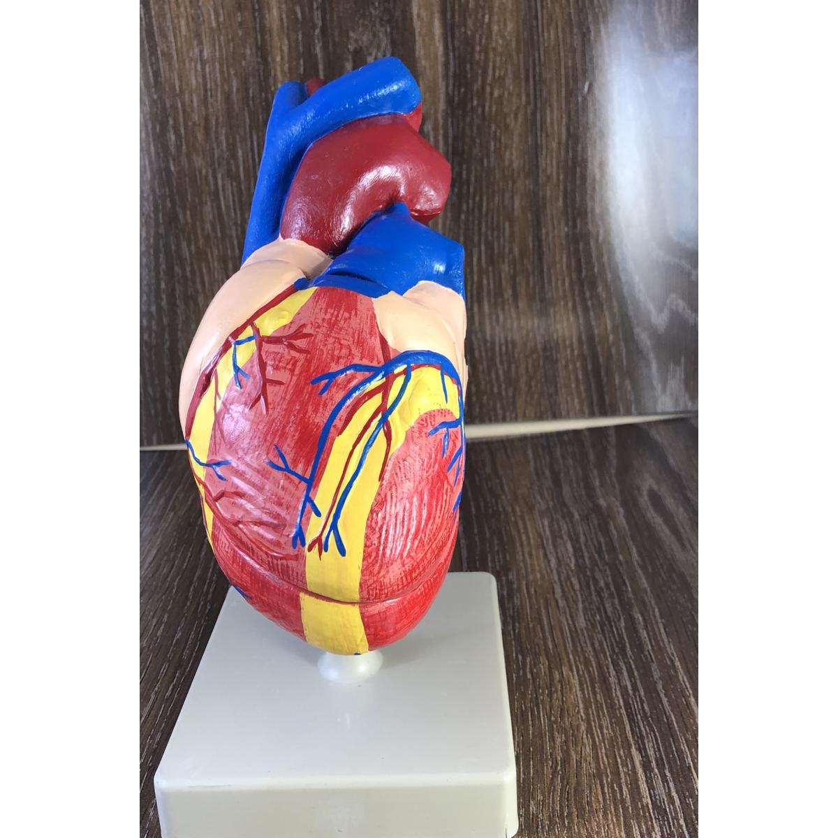 3D Human Heart Cross-Section Model Papercraft Activity
