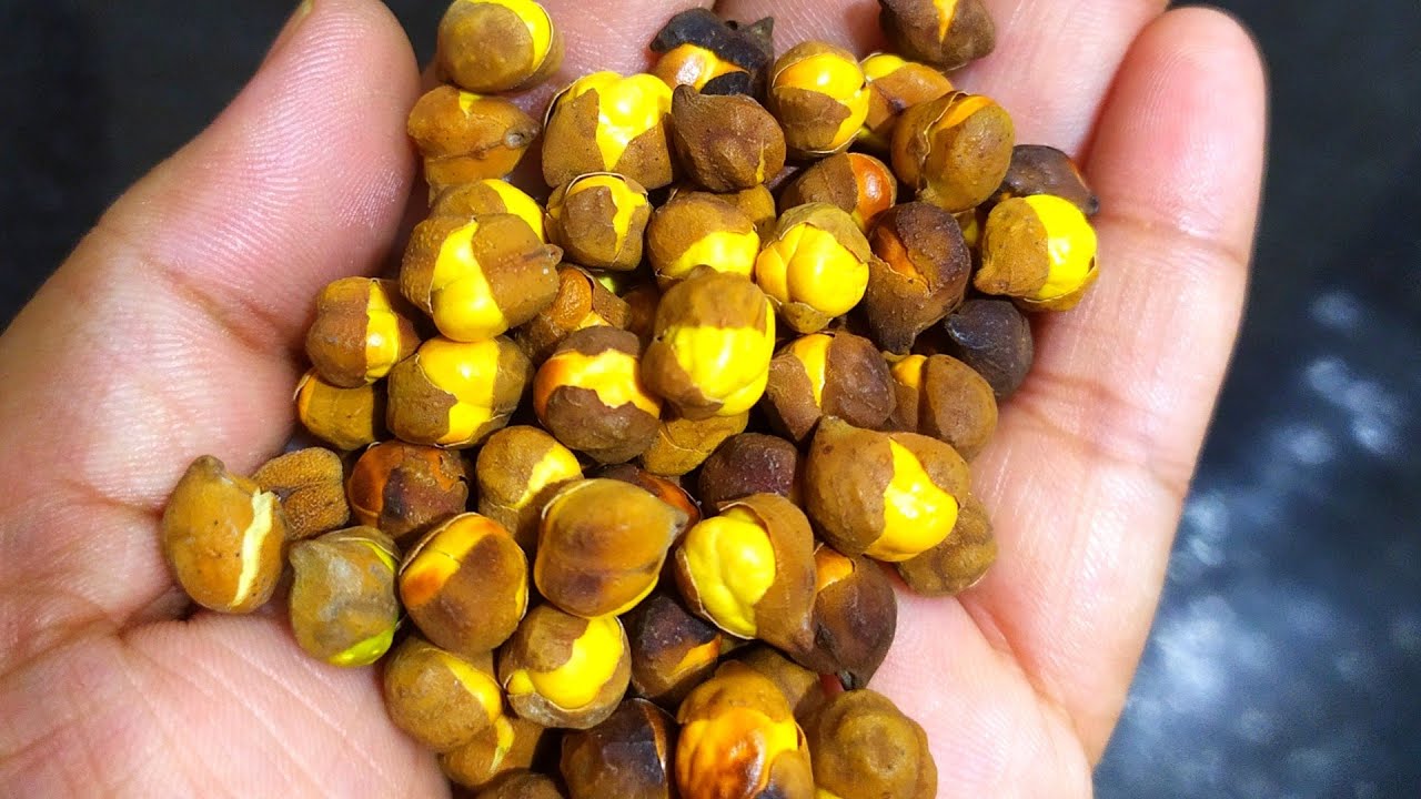 pack of 500gram-roasted channa best quality, high recommended roasted ...