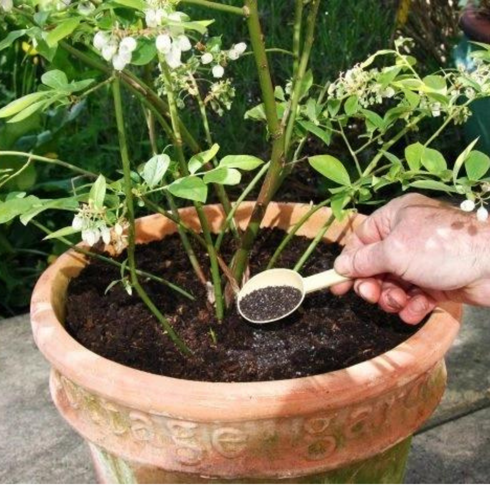 Organic Neem Cake Fertilizer for plants - Pest Control - نیم کیک ...