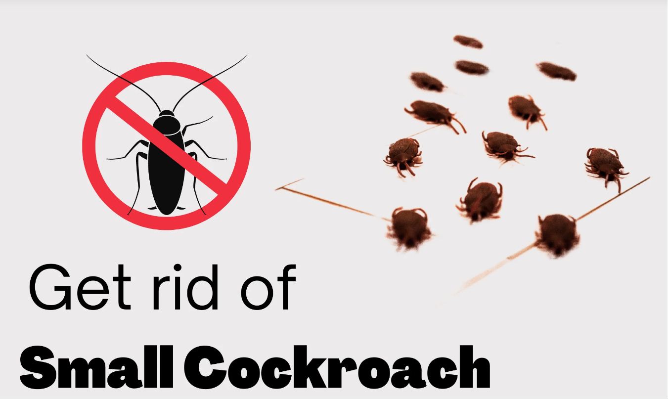 SSV Dusting Powder Kills Cockroaches Imported from Holland - Highly ...