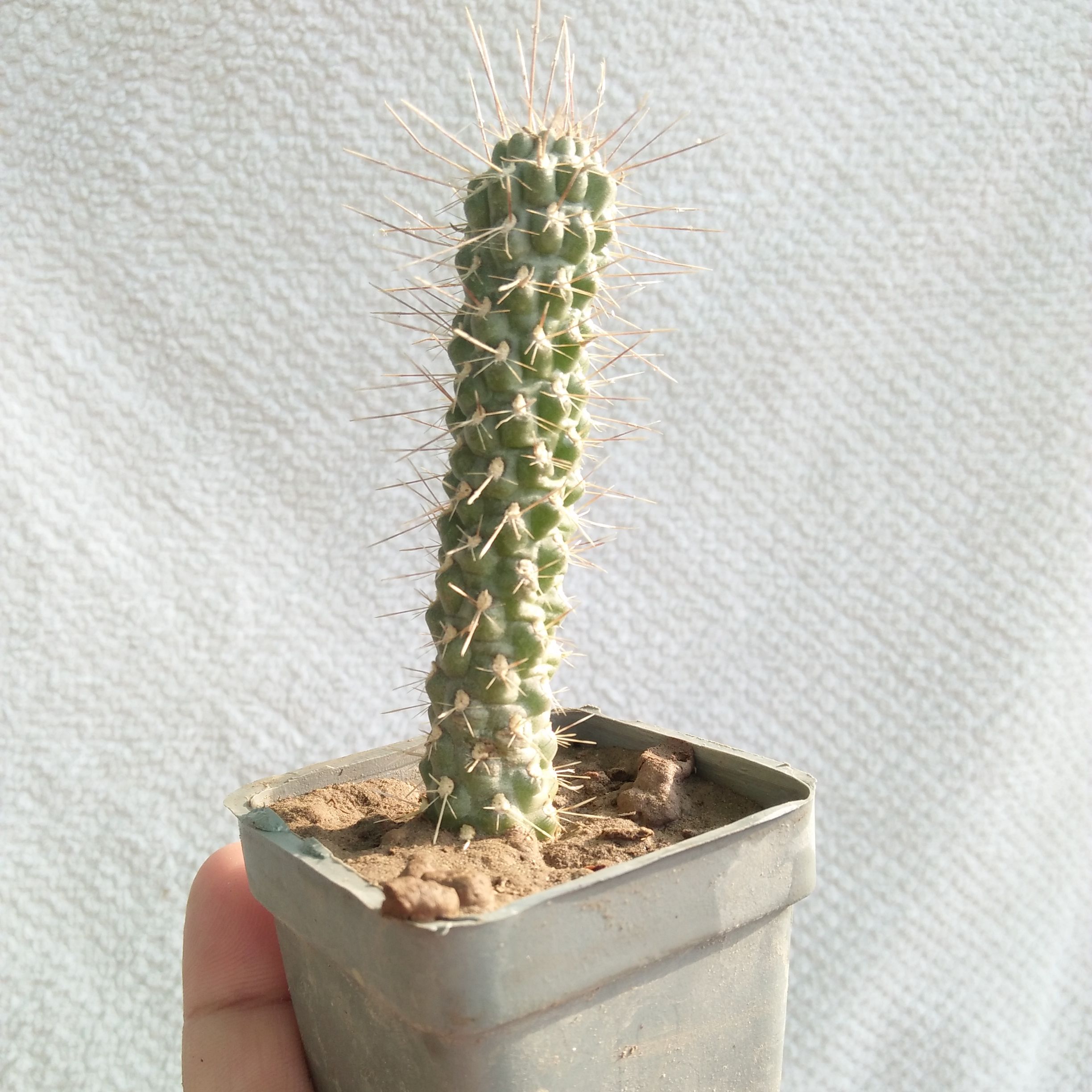 Boxing Cactus plant with Pot, Soil and Stones( 1 gift pack of seed ...