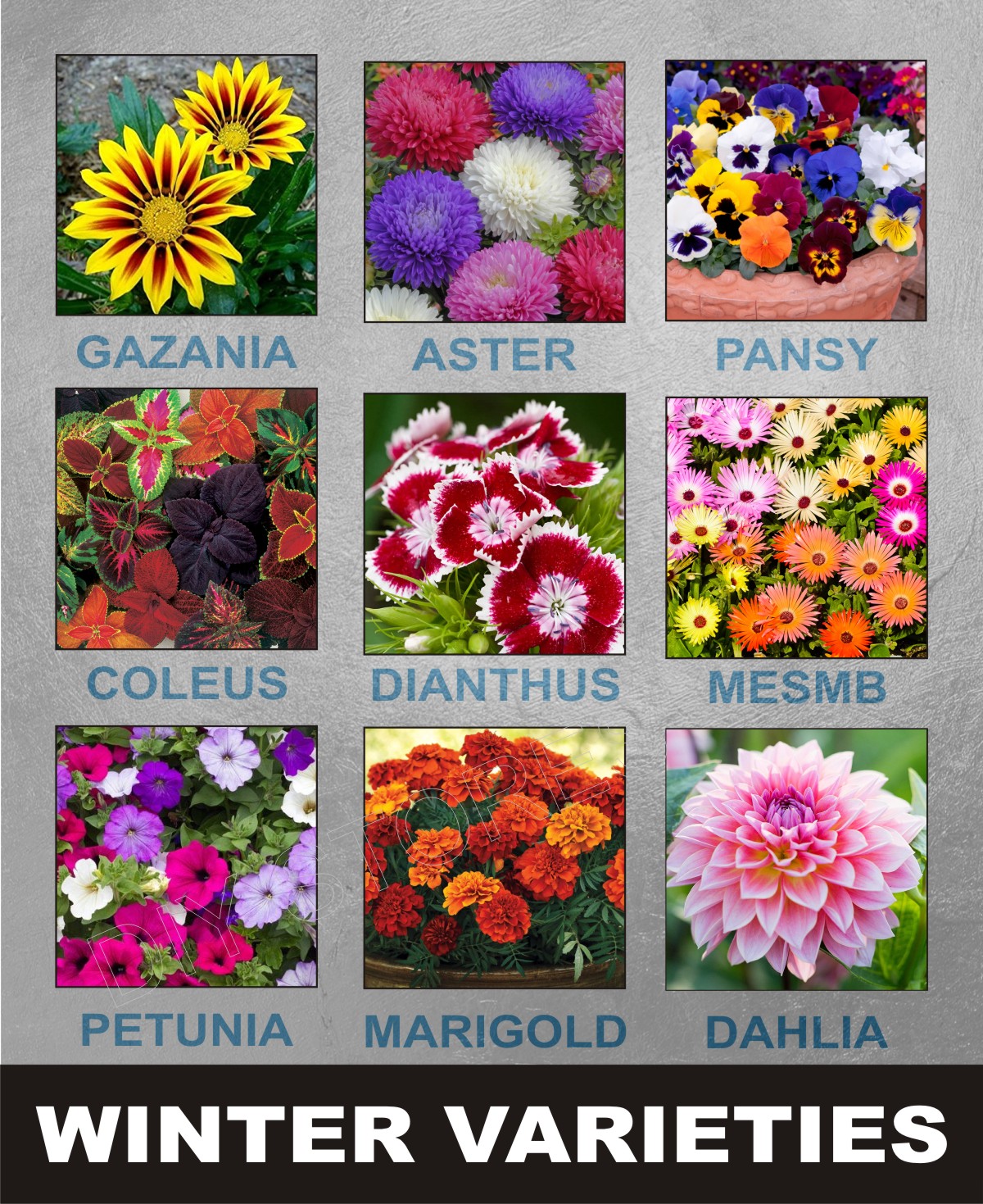 10 Economical Packs Different Winter Season Garden Flower Seeds Pansy ...