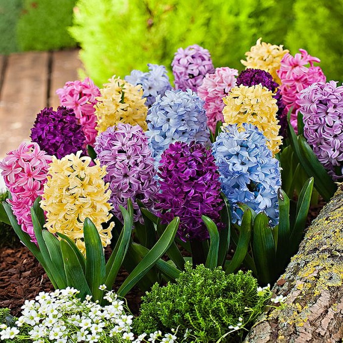 Hyacinthus Mix Color Flower Seeds | Daraz.pk