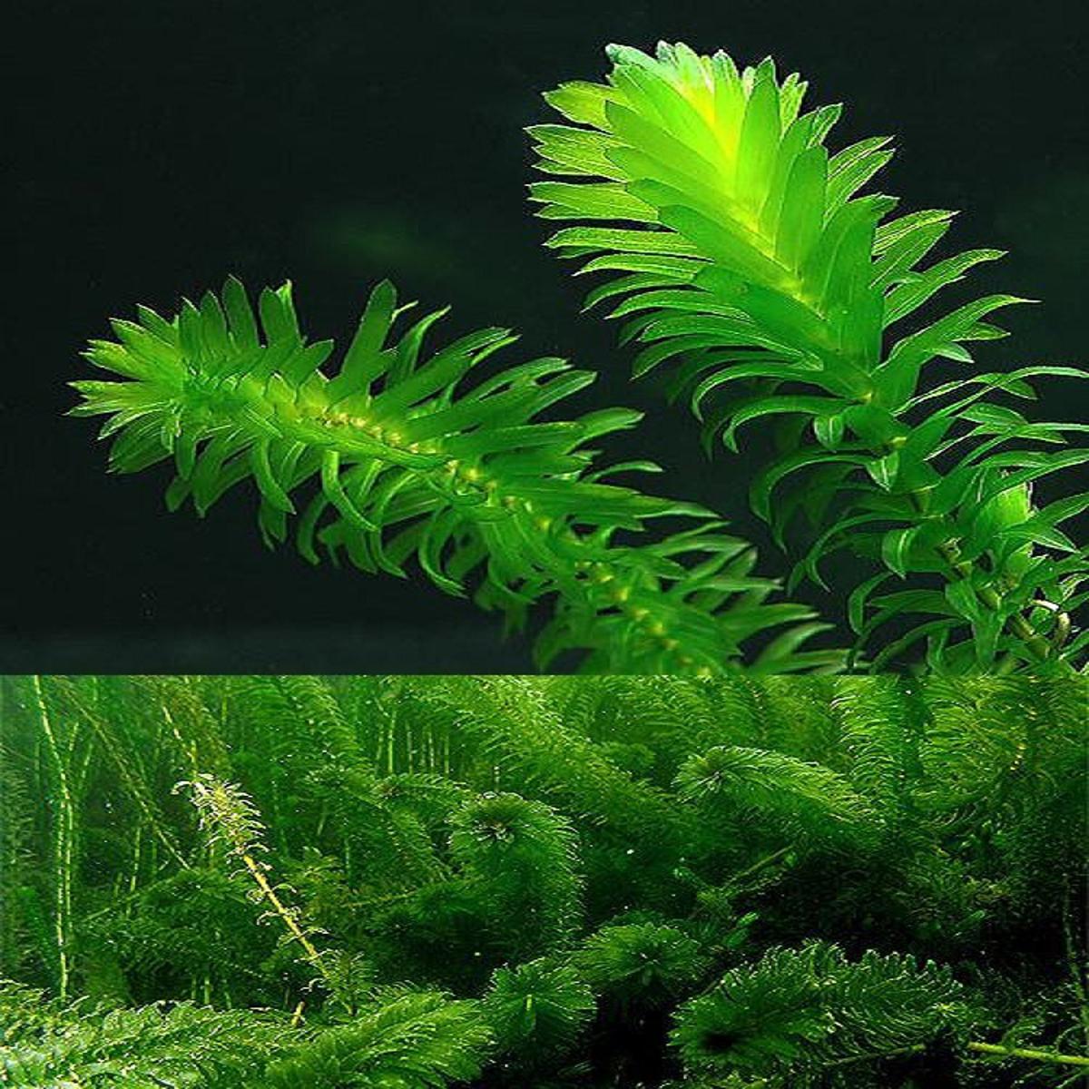 Elodea Densa Aquarium Plant Seeds | Daraz.pk