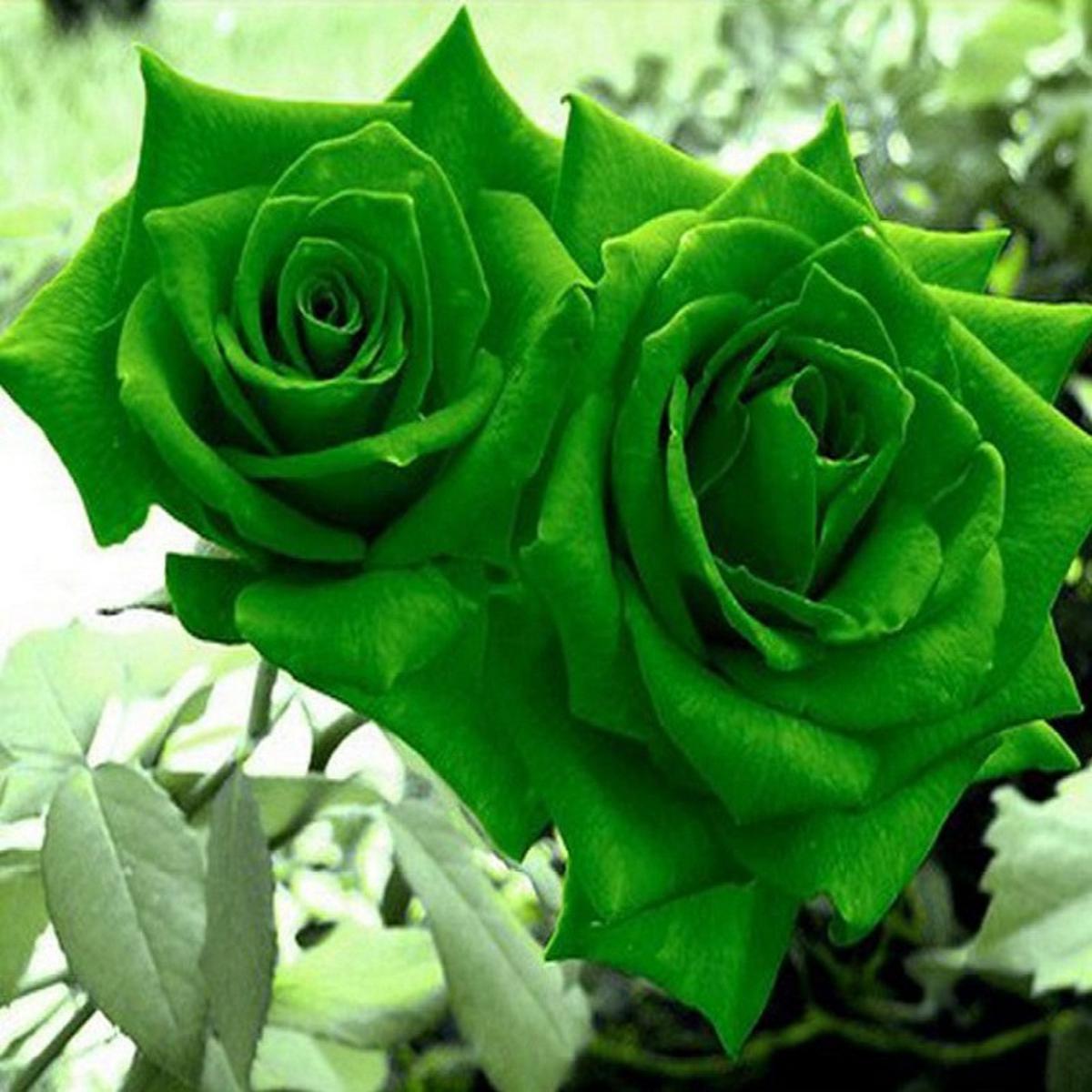 Green Rose Tree