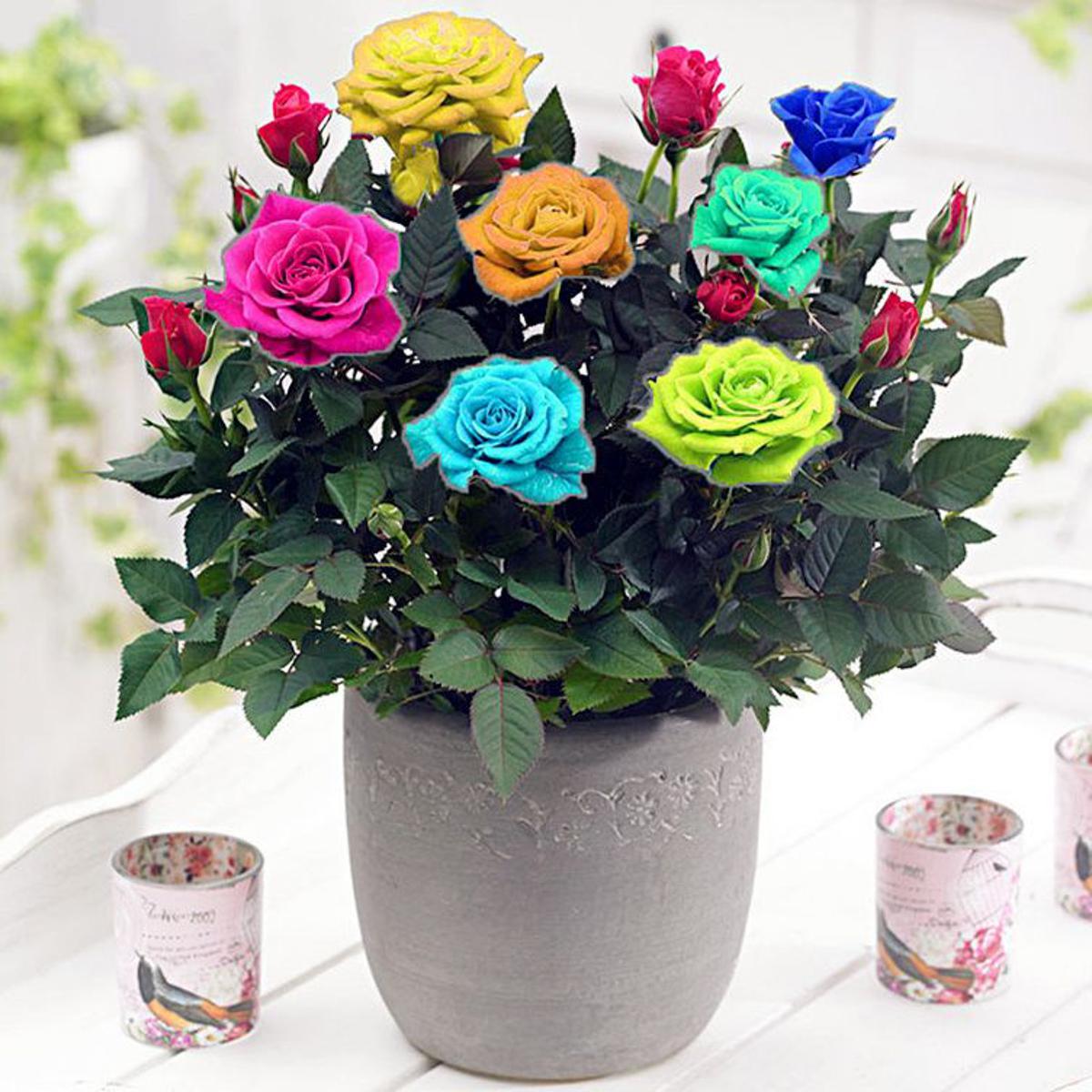 Dwarf Multi Color Rose Seeds | Daraz.pk