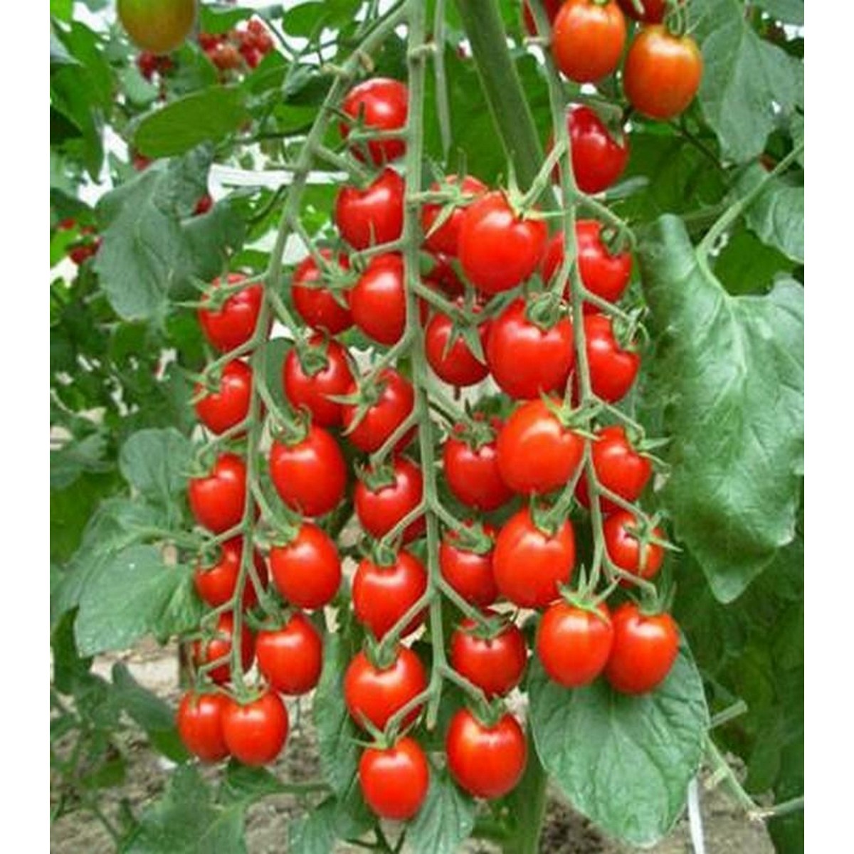 Cherry tomatoes seeds red IMPORTED vegetable seeds | Daraz.pk