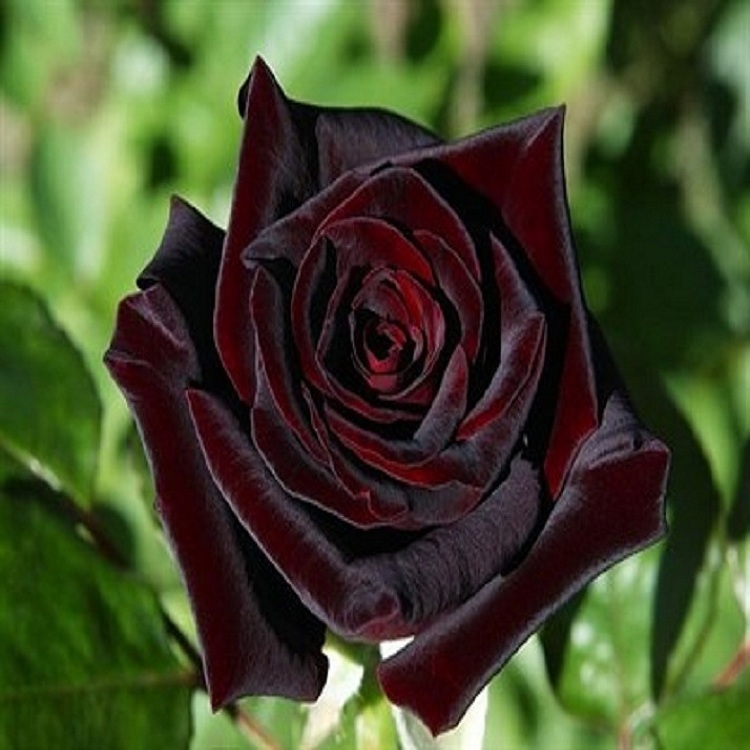 Australian Black Baccara Rose Flower Seeds | Daraz.pk