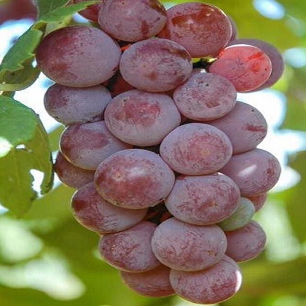 Grapes Catawba Red Fruit Tree Seeds | Daraz.pk