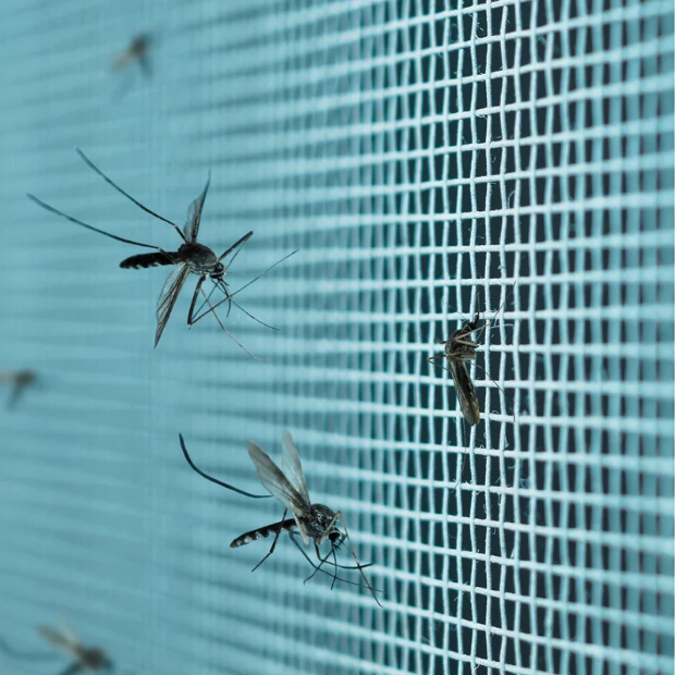 Strong mosquito mesh net. green color. fabricated of metal wire | Daraz.pk