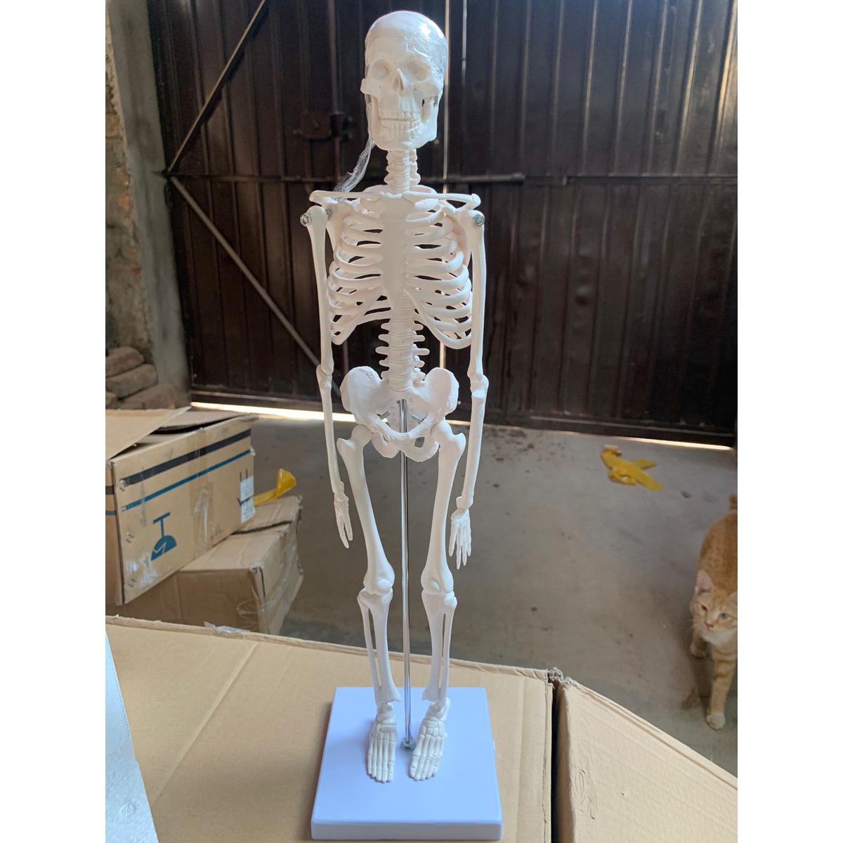 Human Skeleton Bone Model Removable Arms Legs w Metal Stand Anatomical ...