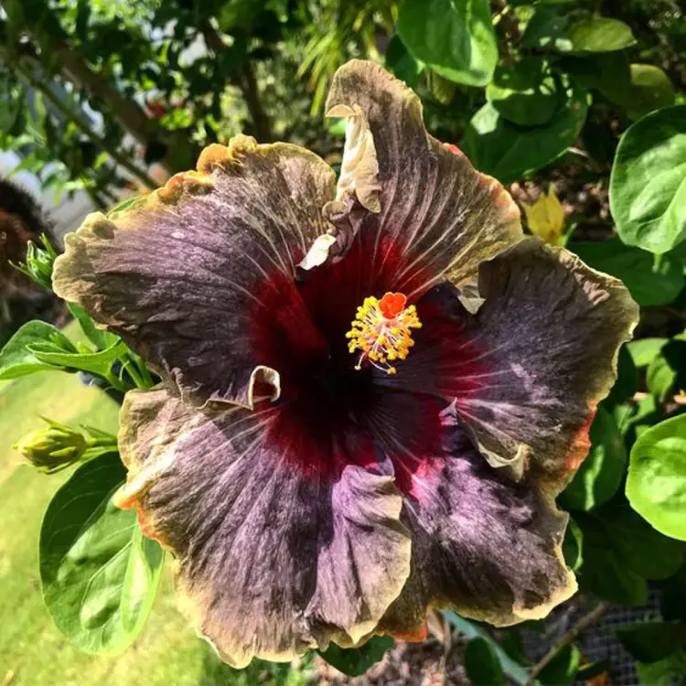 41 Different Types Of Hibiscus Varieties For Your Garden, 57% OFF