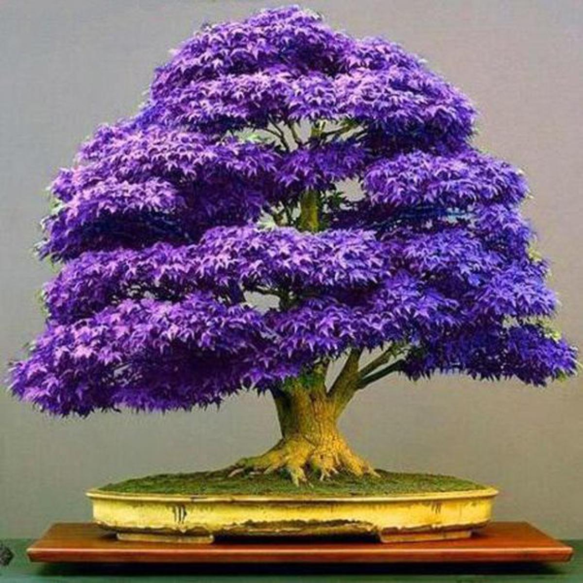 Bonsai Purple Maple Tree Seeds | Daraz.pk