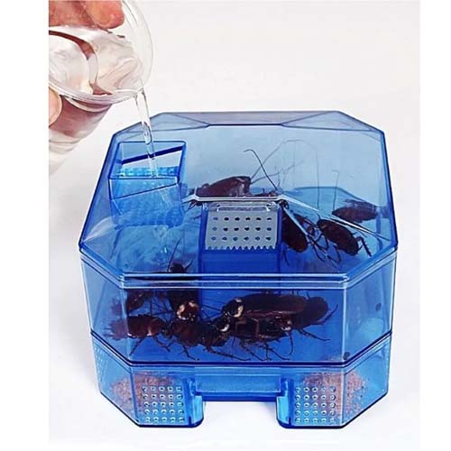 Reusable Plastic Cockroach Traps Box | Daraz.pk