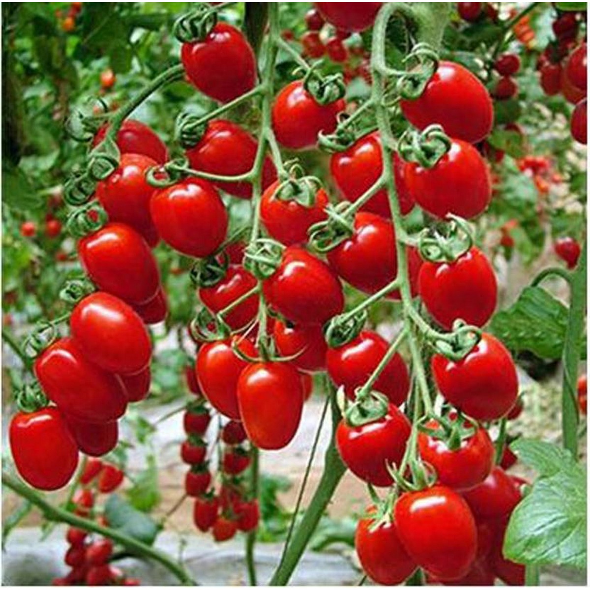 Creeper Tomato Imported Seed, F-01 Hybrid, 10 Seed Only, 80 KG ...